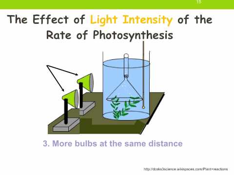 IGCSE 2.10. Rate limiting factors in photosynthesis. Ms Cooper