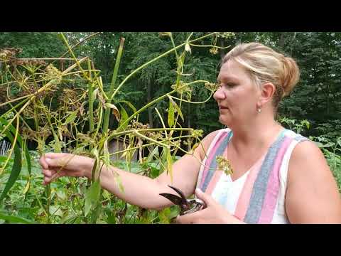 What is Lovage Herb. Oh How I Miss Summer.
