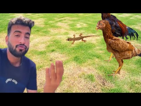 Hamri murgi nay lizard kha li 🤮🤢 || Sher main dihat