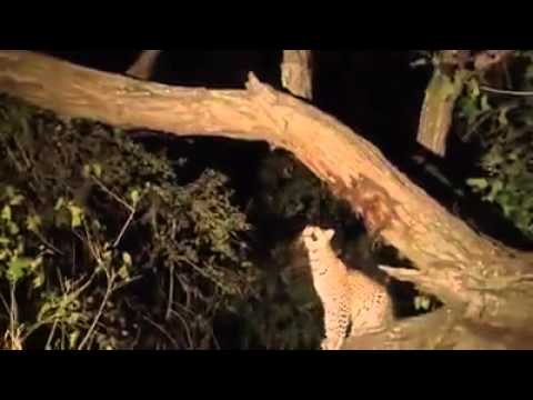 Animal's Affection - Itz really Amazing !!!