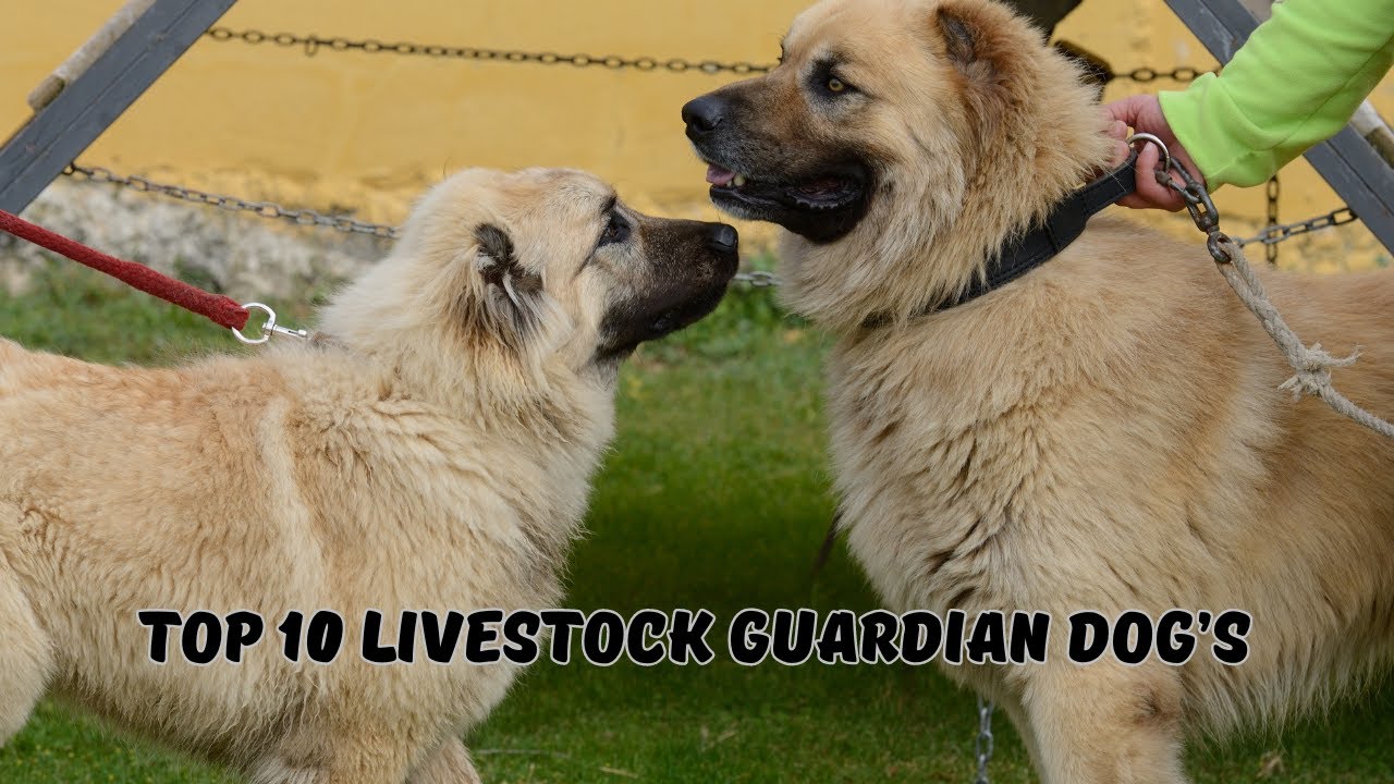 10 Best Dogs to Guard Livestock