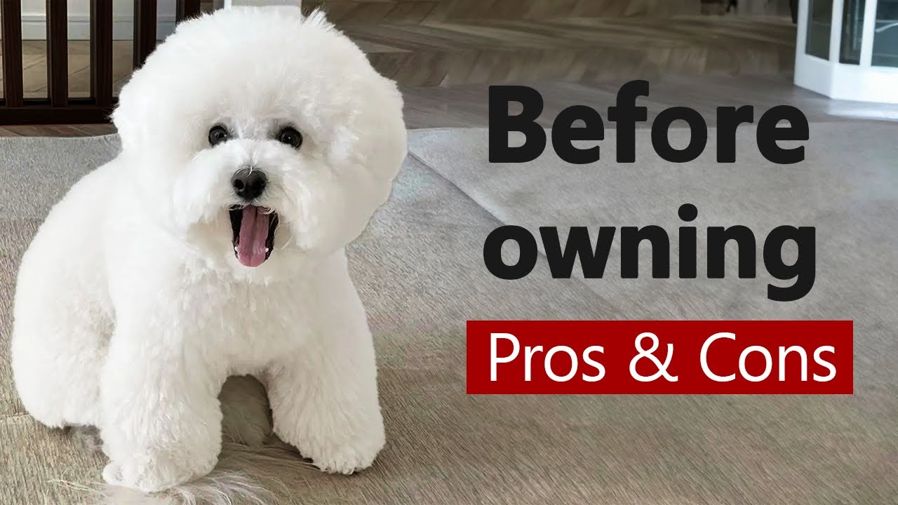 Bichon Frise: The Pros & Cons of Owning One