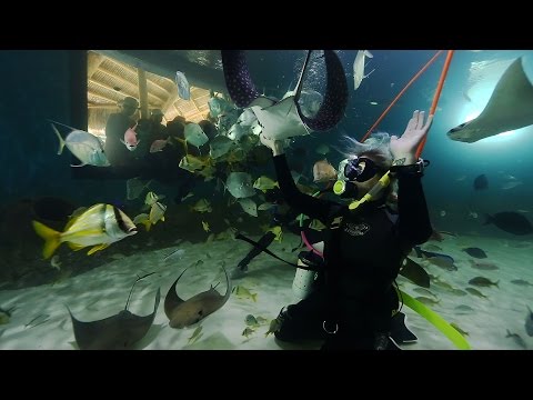 Immerse Yourself in Florida Keys Aquarium Encounters