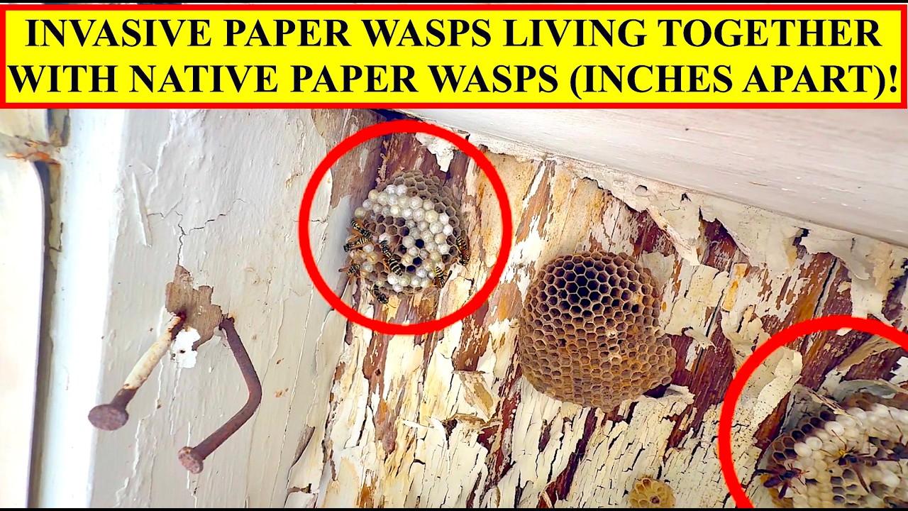 INVASIVE PAPER WASPS LIVING INCHES FROM NATIVE PAPER WASPS! POLISTES DOMINULA AND POLISTES FUSCATUS!