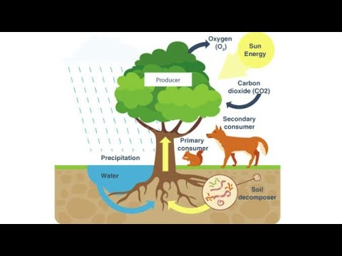 define biotic and abiotic components in urdu and english/ecosystem