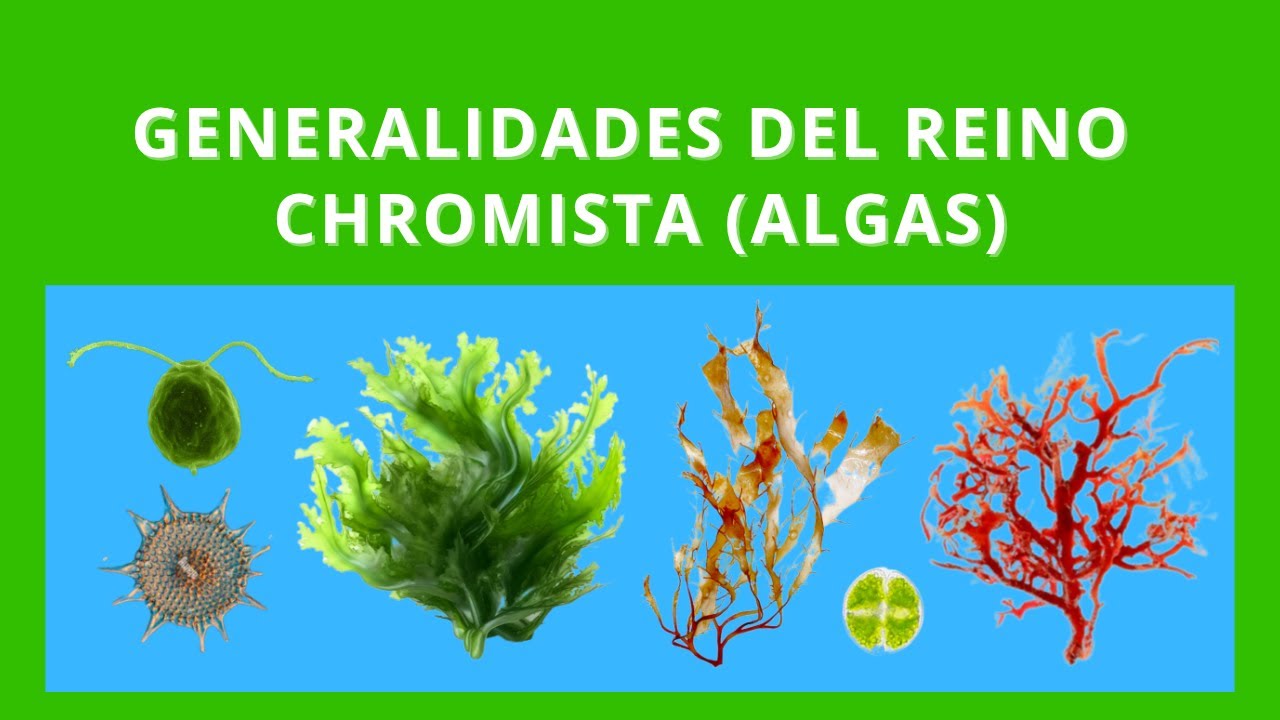 Overview of the Kingdom Chromista (Algae); in less than 2 minutes