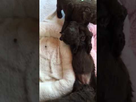 Flop-a-Doodle