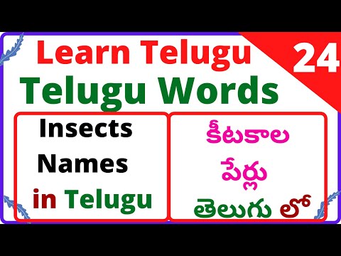 Insects Names in Telugu || Telugu Words - 24