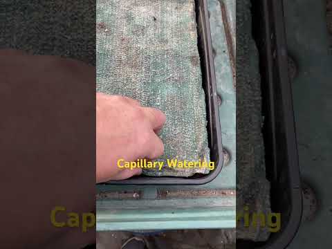 Capillary watering tray