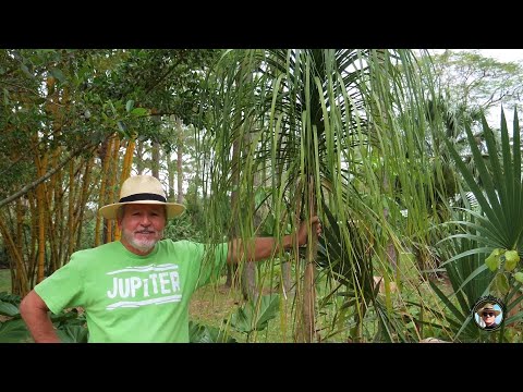HOW TO GROW PONYTAIL PALMS | All you need to know about Beaucarnea species