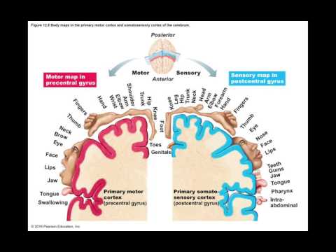 Chapter 12.2.1 Cerebral Cortex BIO201