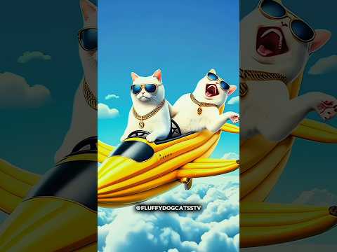 😺✨The kitten on the banana plane 🎉😲 #animation #supercattales #catfunny #cat #supercattalespaws