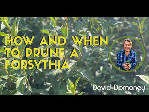 When And How To Prune Your Forsythia Shrub With David Domoney