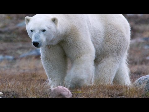 Three Things You Probably Didn't Know About Polar Bears