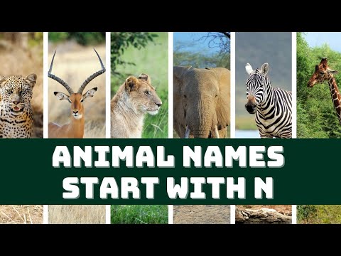 Animals Starting with N - Learn Animal Words That Start With Letters N | @DonnaKidsTV Learn English