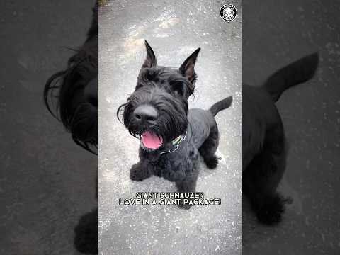Giant Schnauzer 💖 Big, Bold, and Beautiful!
