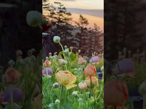 Why is flower called flower? It’s Latin word, name of the Italian goddess of flowers, Flora..