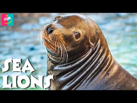 Sea Lion Facts For Kids - Fun Learning