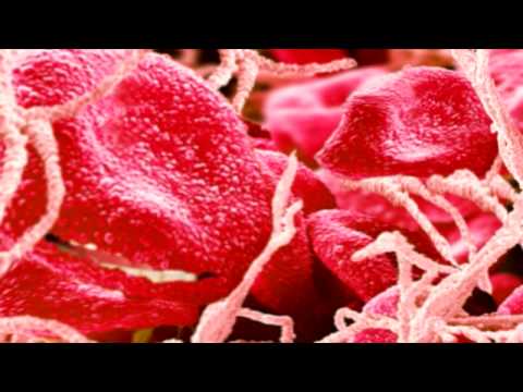 Blood cells do some more talking about the BMA ...