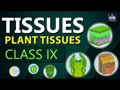 #Plant TISSUES | TISSUES chapter |Class 9th biology | Ncert class 9 |cbse 9 Biology syllabus