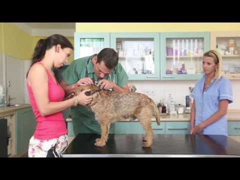 Training Tips EN - Part 45 Veterinarian