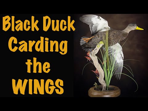 BLACK DUCK series part 5-6... How to Card/tape/pin the wing feathers symmetric. Art of Taxidermy.