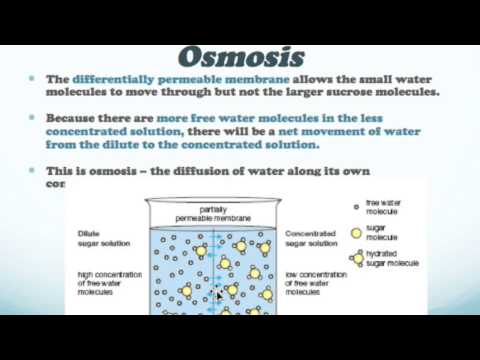 Movement Across Cell Membranes