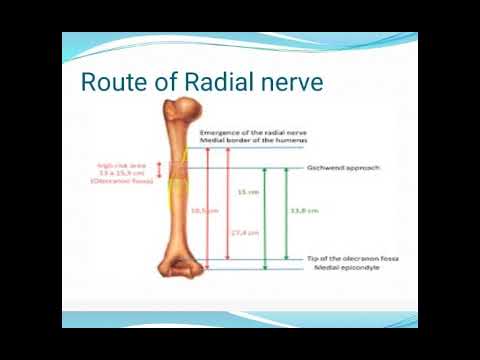 Humerous bone & its features