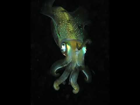Cephalopod | Wikipedia audio article