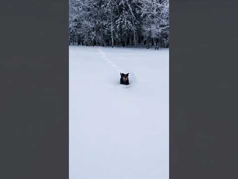 Australian cattle dog in the snow