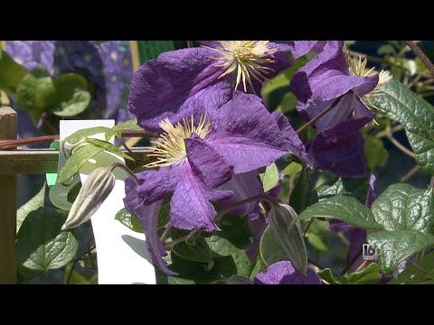 How To Grow And Train Clematis