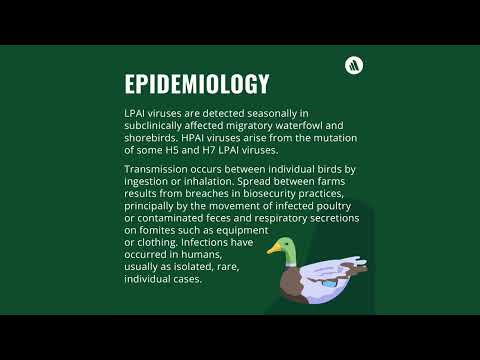 A Quick Guide To Avian Influenza (Bird Flu)
