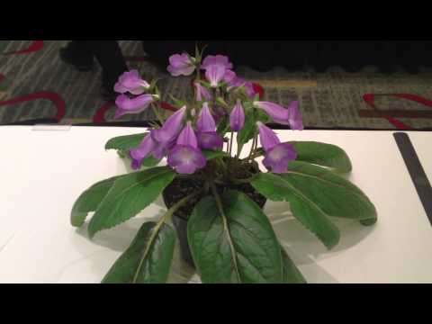 Sinningia speciosa 'Buzios' by Arleen Dewell