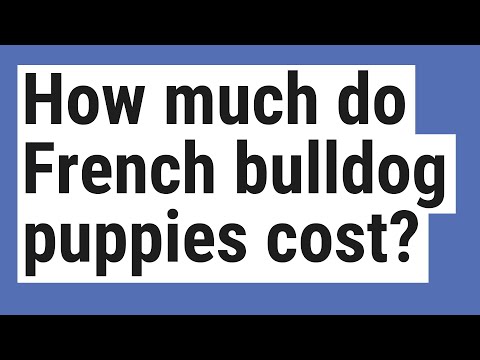 How much do French bulldog puppies cost?
