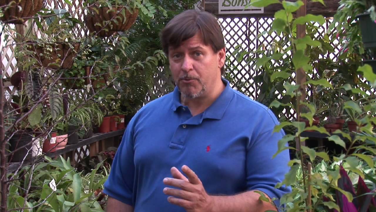 Growing Plum Trees : How to Grow a Plum Tree From Pit