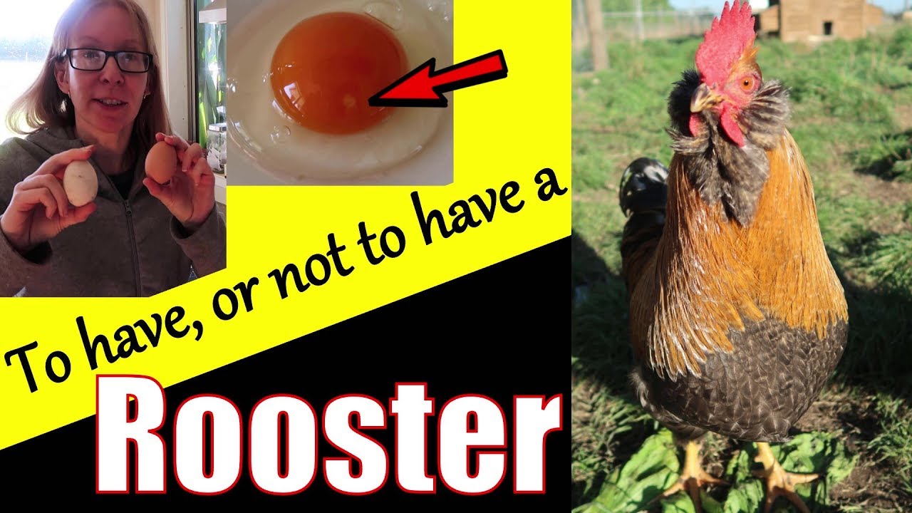 Why own a Rooster / are Roosters Needed in a Flock ?