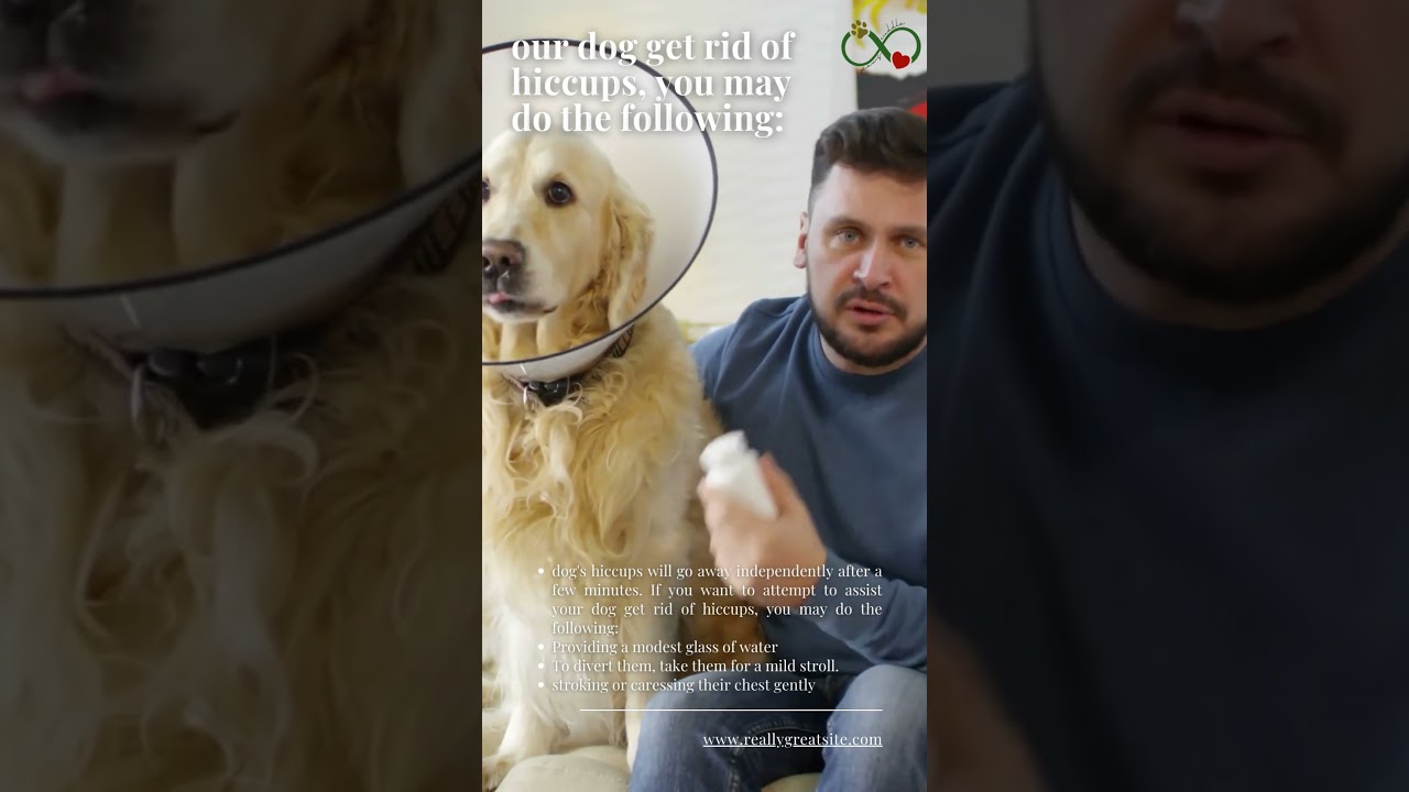 Is my dog hiccuping or is it something else?