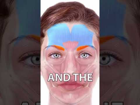 The 5 brow muscles