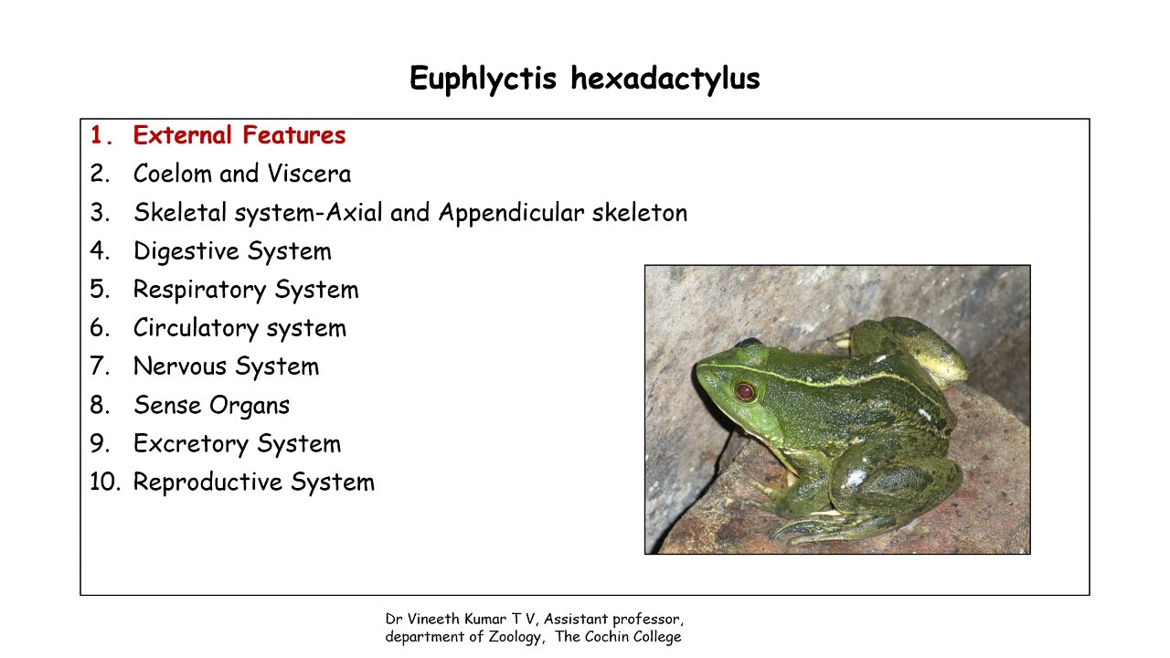 Euphlyctis hexadactylus- (external features, Coelom & Viscera)