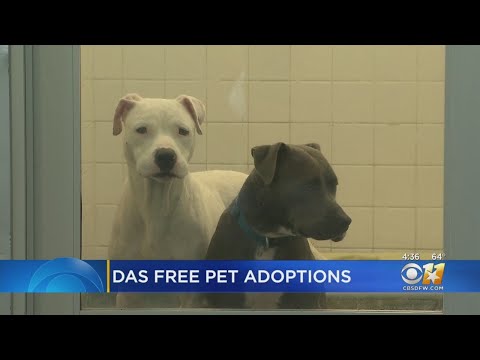 Dallas Animal Services Offering Free Pet Adoptions For New Year's Promotion