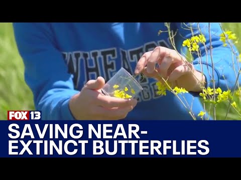 San Juan Island works to save one of the rarest butterflies in North America | FOX 13 Seattle