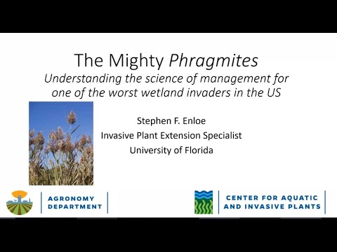 Phragmites: Understanding the science of management for one of the worst wetland invaders in the US