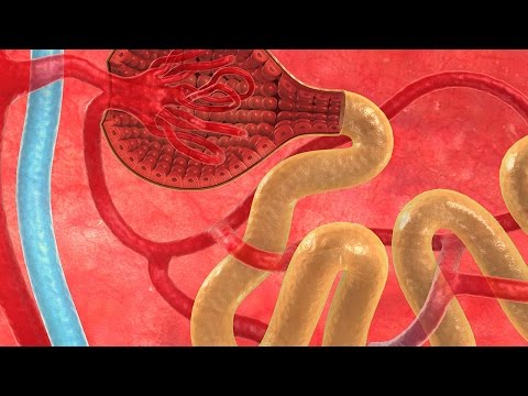 Human Physiology - Proximal Convoluted Tubule: Overview of Reabsorption