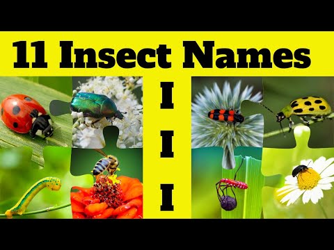 Insects and Bugs Vocabulary ππ| 11 Insect Names Start with Letter I | Fun & Education with Insects