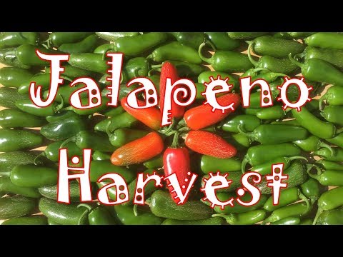 Jalapeno Harvest & Preservation 🌶