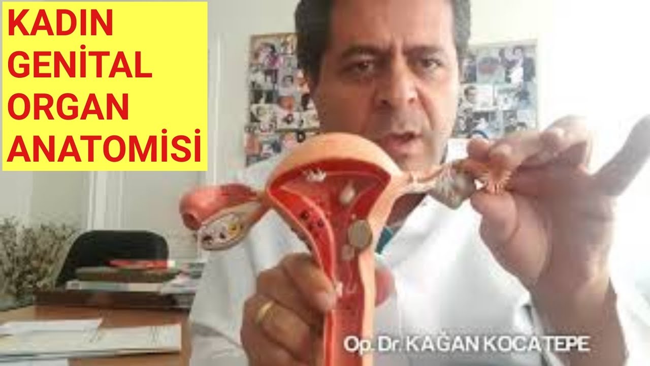 KADIN GENİTAL SİSTEMİ ANATOMİSİ (VAJİNA, RAHİM AĞZI, RAHİM, TÜPLER, YUMURTALIKLAR) MAKETLİ ANLATIM