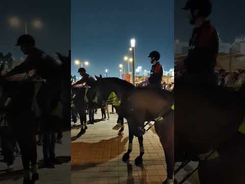 Police Horses - Incredible Breed