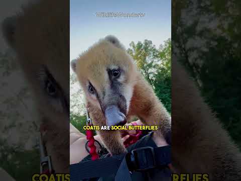This Animal Looks Like a Raccoon, Lemur, and Monkey Combined! 🦝🐒🤯 Meet the Coati!