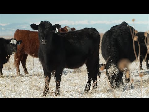 A look at a land lease program in Colorado that’s benefiting schools