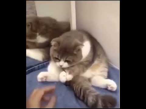 Aww Cute and Funny Cat Videos , Try Not To Laugh , Best Funny Cats Moments , Cute Petsπ